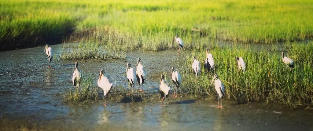Cat Island - Enjoy Lowcountry Life in Beaufort, SC
