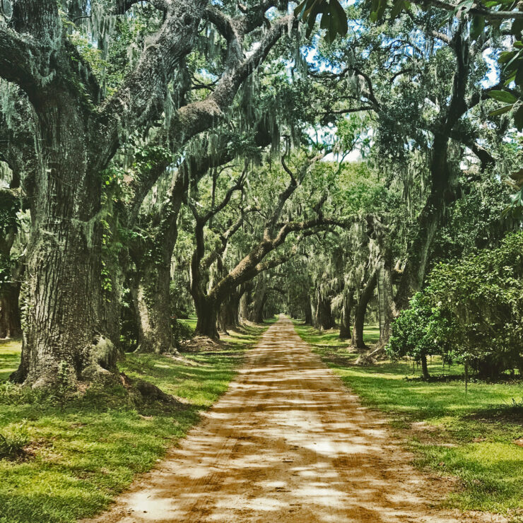 12 Amazing Things to Know About Spanish Moss