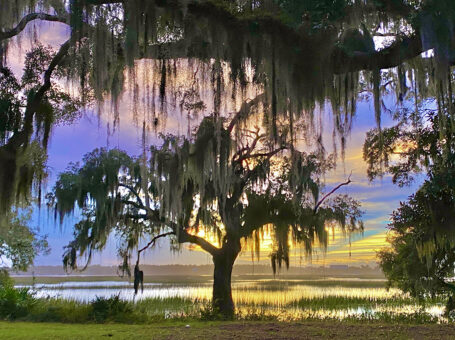12 Amazing Things to Know About Spanish Moss