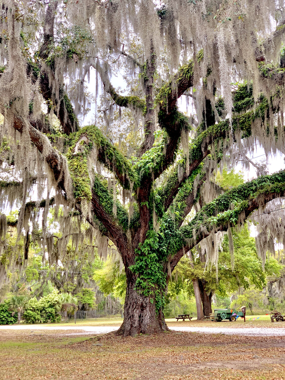 12 Amazing Things to Know About Spanish Moss