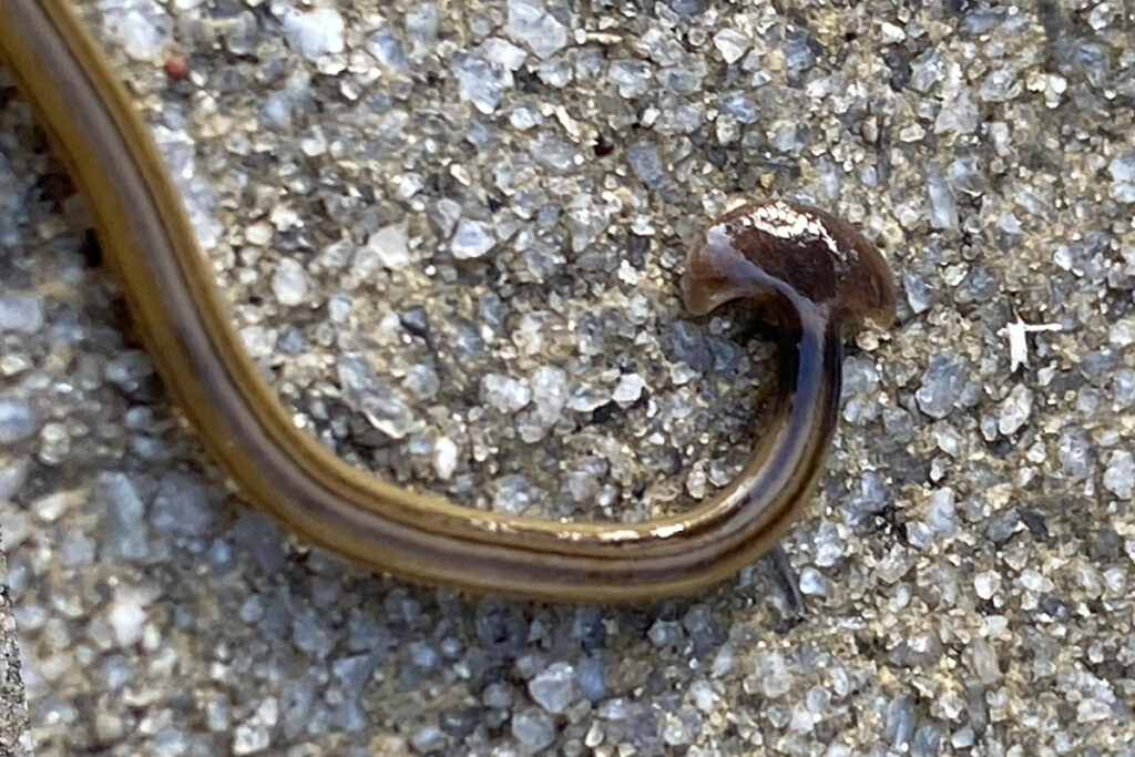 BE WARNED! Hideous Invasive Hammerhead Flatworm found in Historic ...