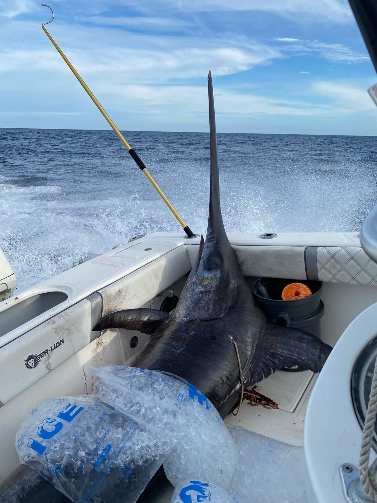 What a catch: Beaufort anglers reel in 490-pound monster swordfish