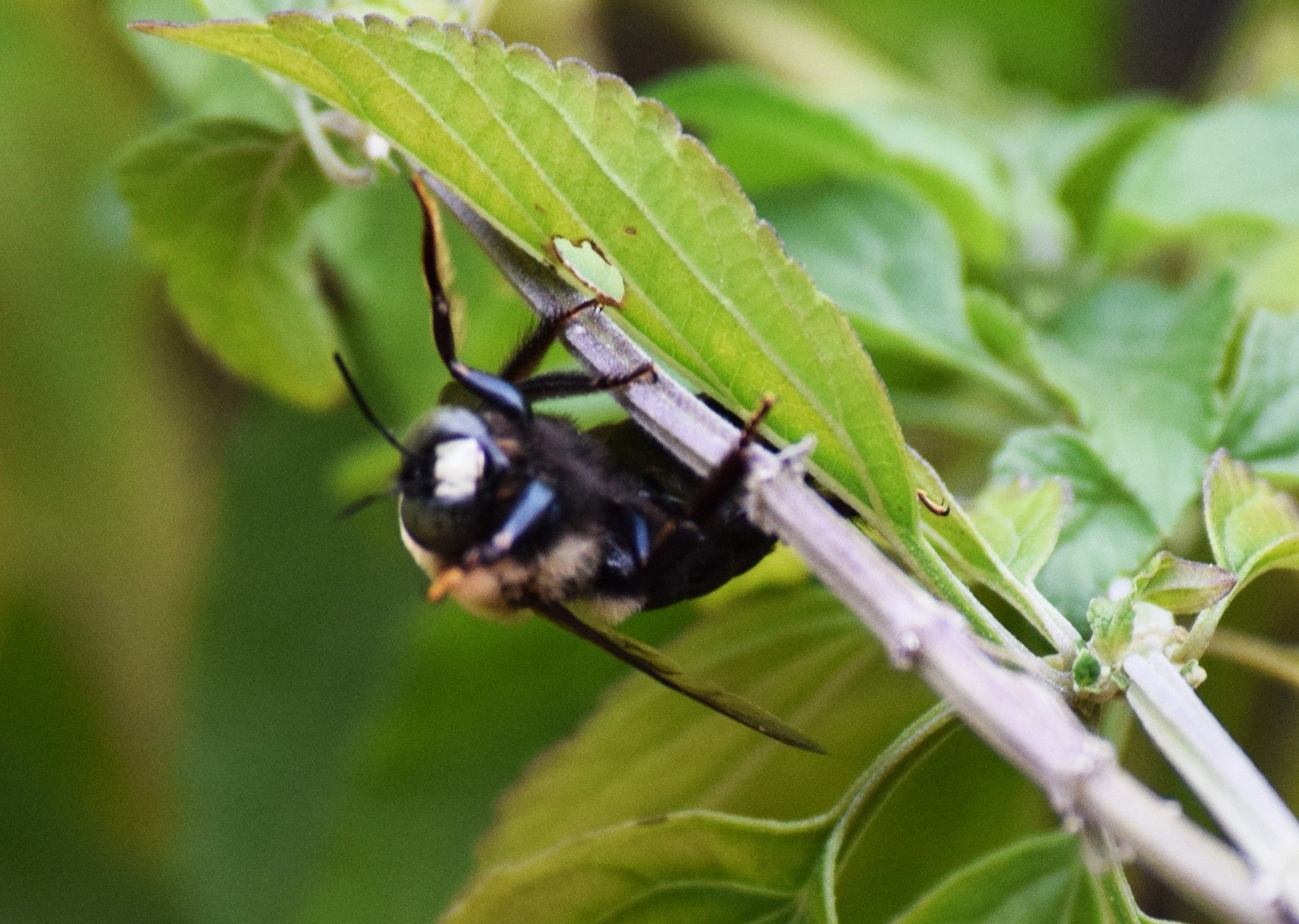 Carpenter Bees: Beneficial Pollinators or Unwelcome Pests?