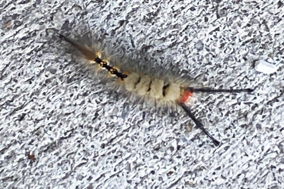 Tussock Moth Caterpillar spotted in Beaufort, SC